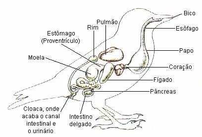 Sistema digestivo de las aves - Imagui