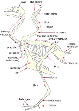 Sistema Digestivo De Pombo