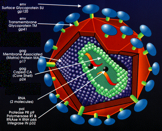 Hiv Picture