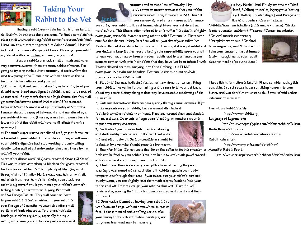 Bunny Information Pamphlet