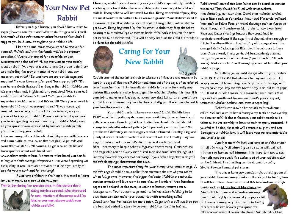 Bunny Information Pamphlet