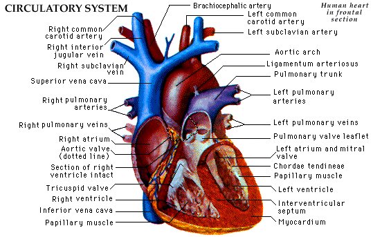 Frontal Section View Of Heart