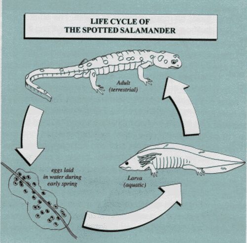 Life Cycle Of A Salamander Afarensis: Anthropology, Evolution And