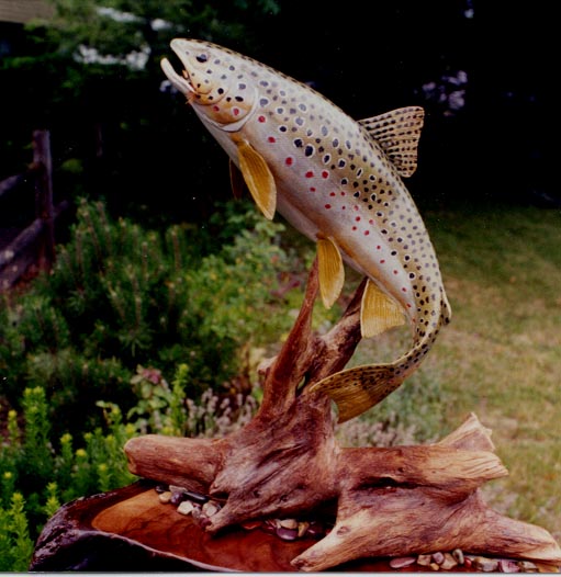 Brown Trout Jumping