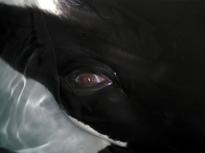 Orca Movie Eye