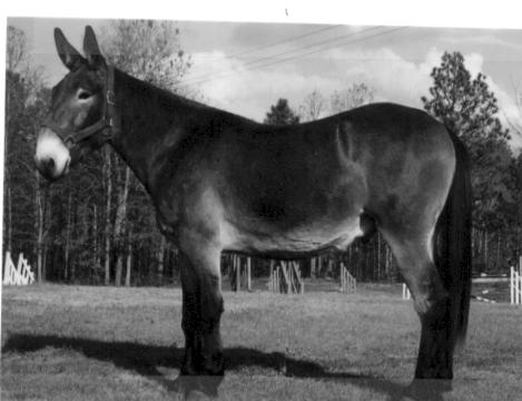 Percheron Draft Mules