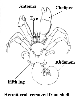 Hermit Crab Anatomy