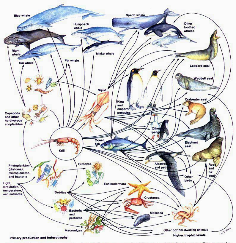 Open Ocean Food Web
