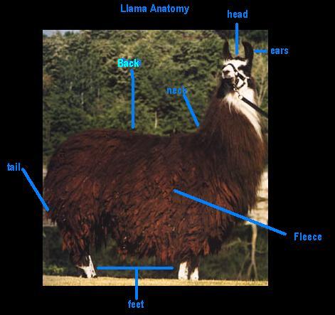 The knee bone connected to the thigh bone...