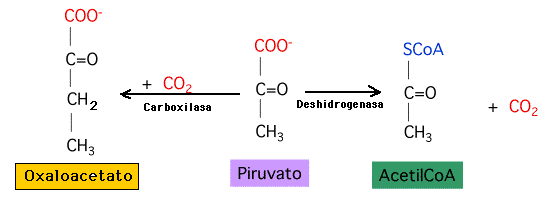 Piruvato carboxilasa Piruvato carboxilasa