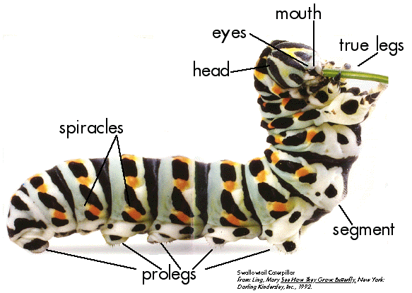 Caterpillar Body Parts A Chicken's Guide To Caterpillars – Mongabay