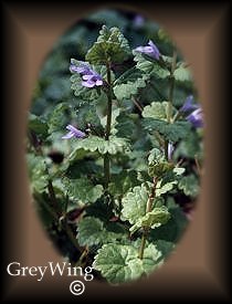 Ground Ivy