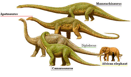 Diplodocus