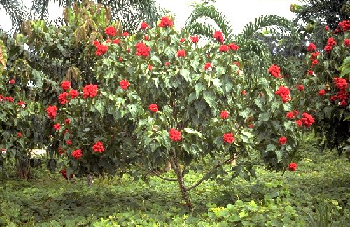 Urucum (Bixa orellana) - species description