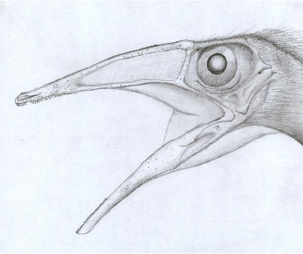 Species listed Alphabetically, Dinosaur Cornucopia