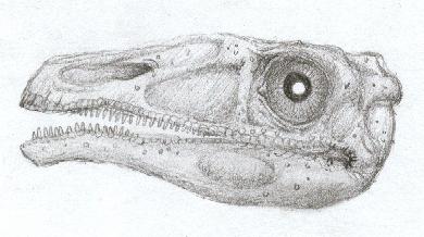 erlikosaurus