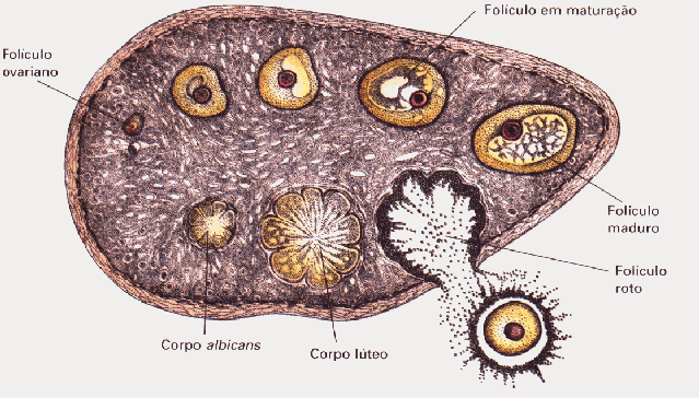 Folículo em desenvolvimento