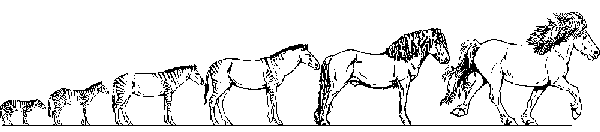 Die Evolution Der Pferde. _ Equidae – WAEXX