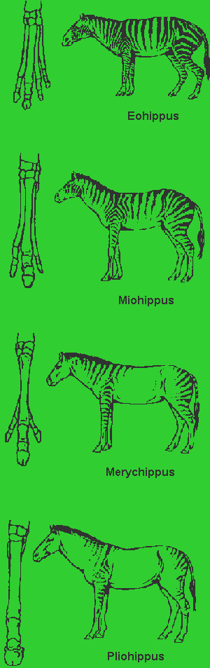 Evolution des Pferdes