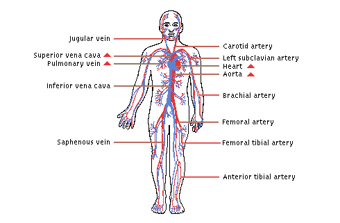Sistema Arterial