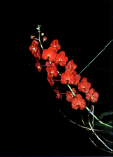 J & M Orchids--Catalogue