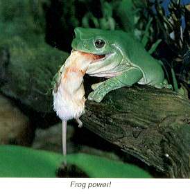 The White's Tree Frog