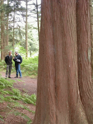 OVER UITHEEMSE BOOMSOORTEN