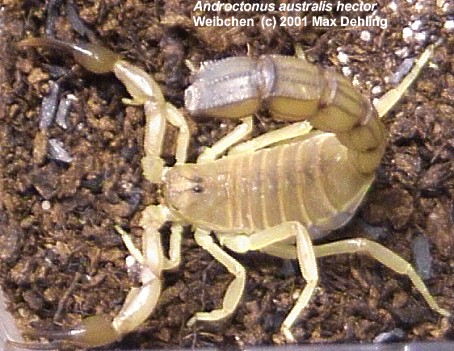 Androctonus Australis Hector