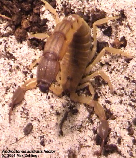 Androctonus Australis Hector