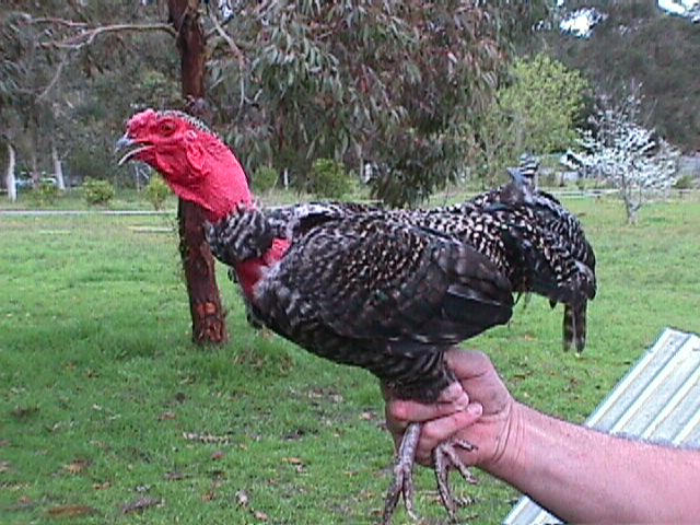 Turkey Chicken Cross