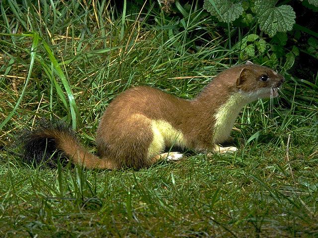 The Oren-the-Otter Weasel house