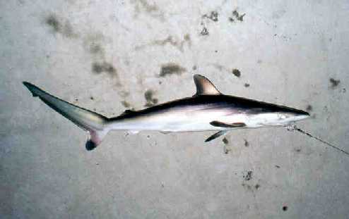 This are some of the fish that I