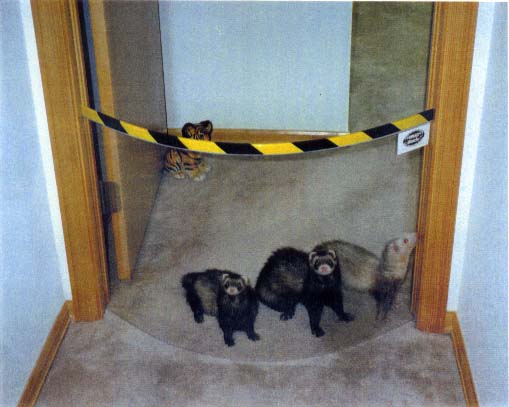 The WEEZL WATCHR FERRET GATE