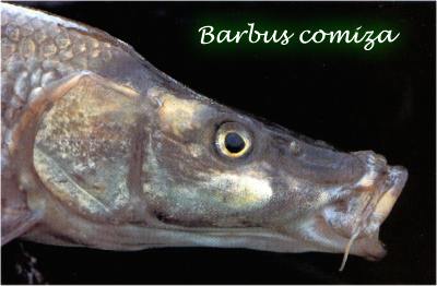 Barbo comiza, Comizo