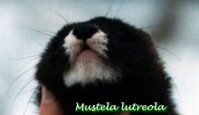 Visón europeo, Mustela lutreola