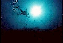 David Goh's Scuba Diving - Diving with Mako Sub-Aquatics