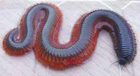 Artemia International Bloodworms