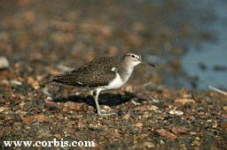 Common Sandpiper