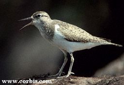 Common Sandpiper
