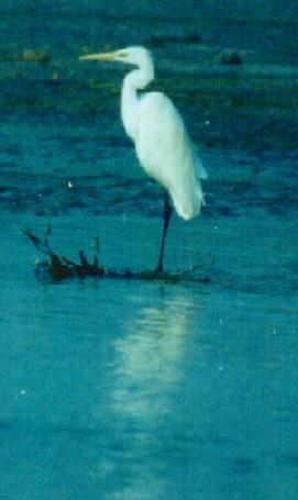 Median Egret