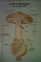 Glosario hongos: saprófita...sustrato