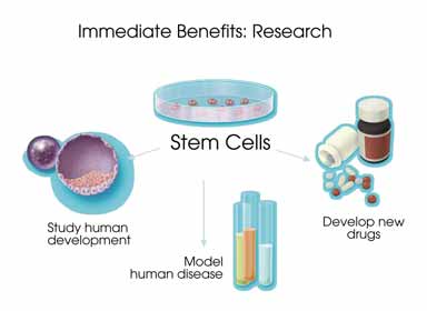 Stem Cells Research - Biology