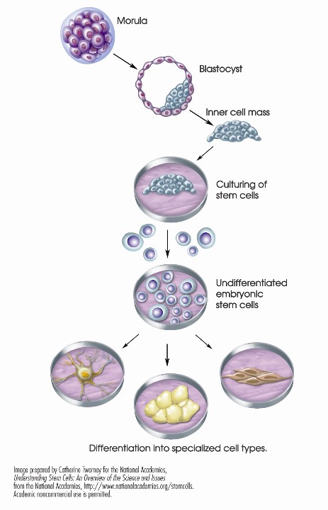 Types of Stem Cells - Biology