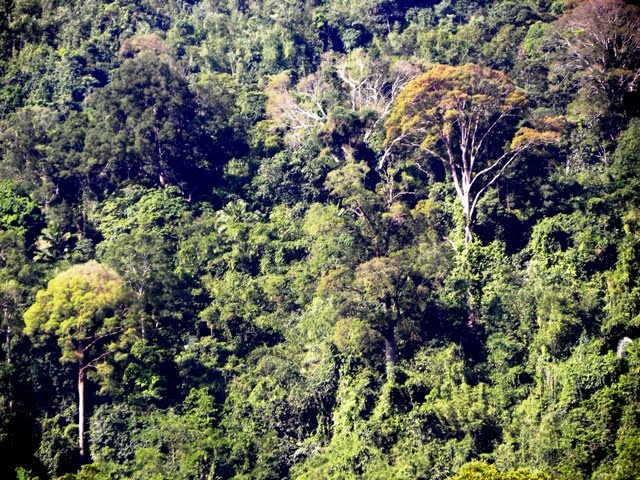 Dipterocarp Forest