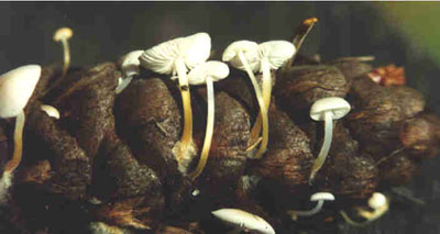 Rainforest Decomposers