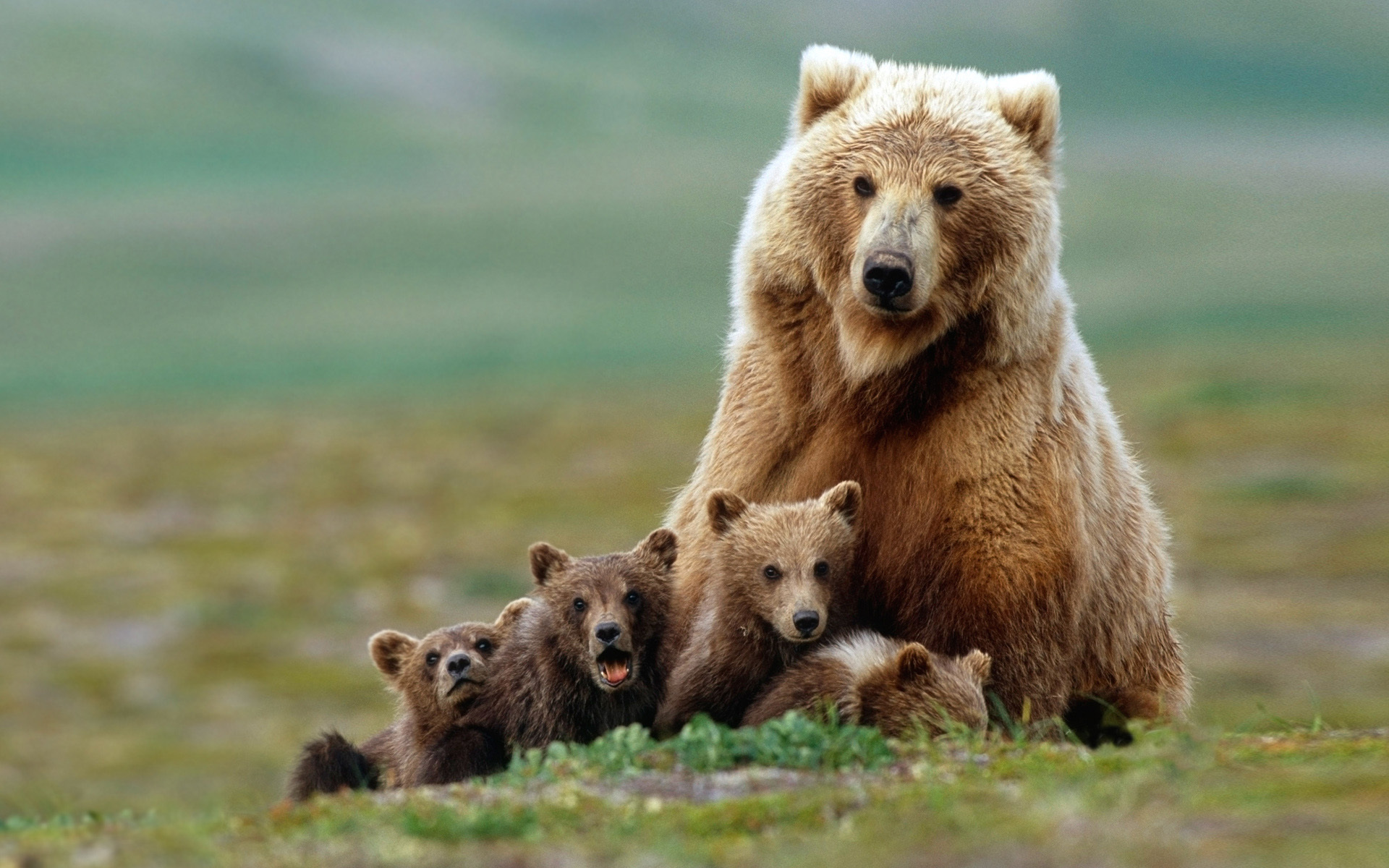 Grizzly Bears