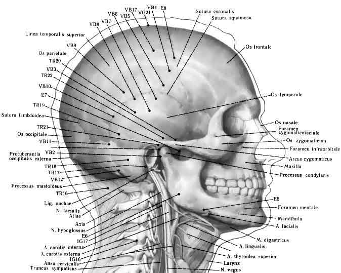 Atlas head side wiev