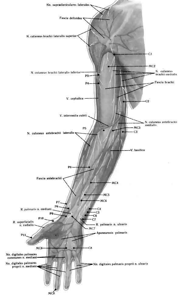 Atlas hand front wiev