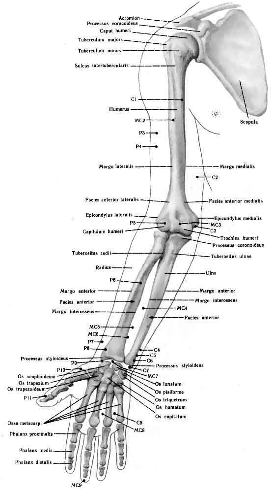 Atlas hand front wiev