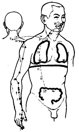 The Large Intestine Meridian of Hand-Yangming